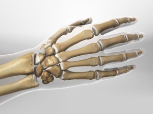 Anatomy of the Hand - Willis Knighton Health - Shreveport - Bossier ...