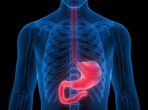 The Amazing Stomach! - Willis Knighton Health - Shreveport - Bossier ...