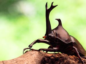 Insect World - Willis Knighton Health - Shreveport - Bossier City - Ark ...