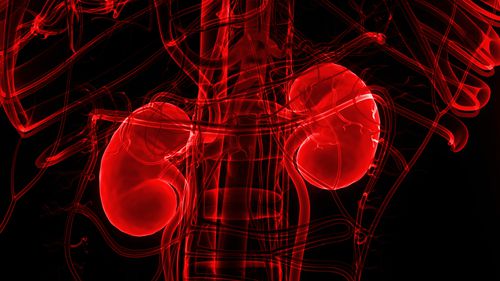 What Do the Kidneys Do? - Willis Knighton Health - Shreveport - Bossier ...
