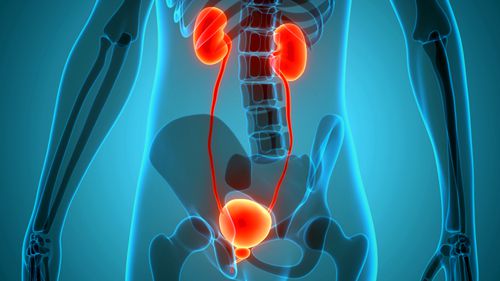 What Does a Urologist Do?