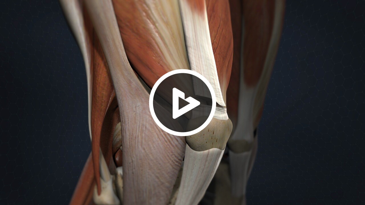 Quadriceps Tendon Tear - Disease & Condition Information - Willis ...